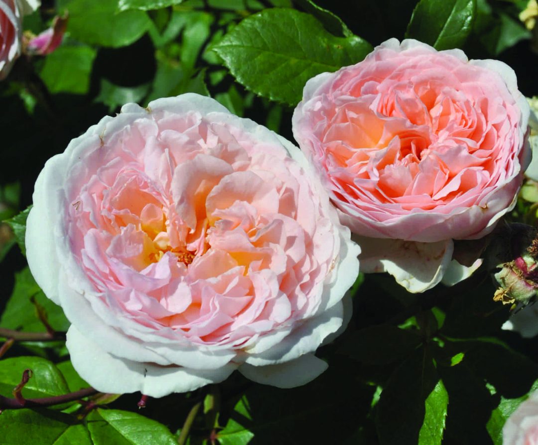 2019 Results | Paul Zimmerman Roses Consulting & Design