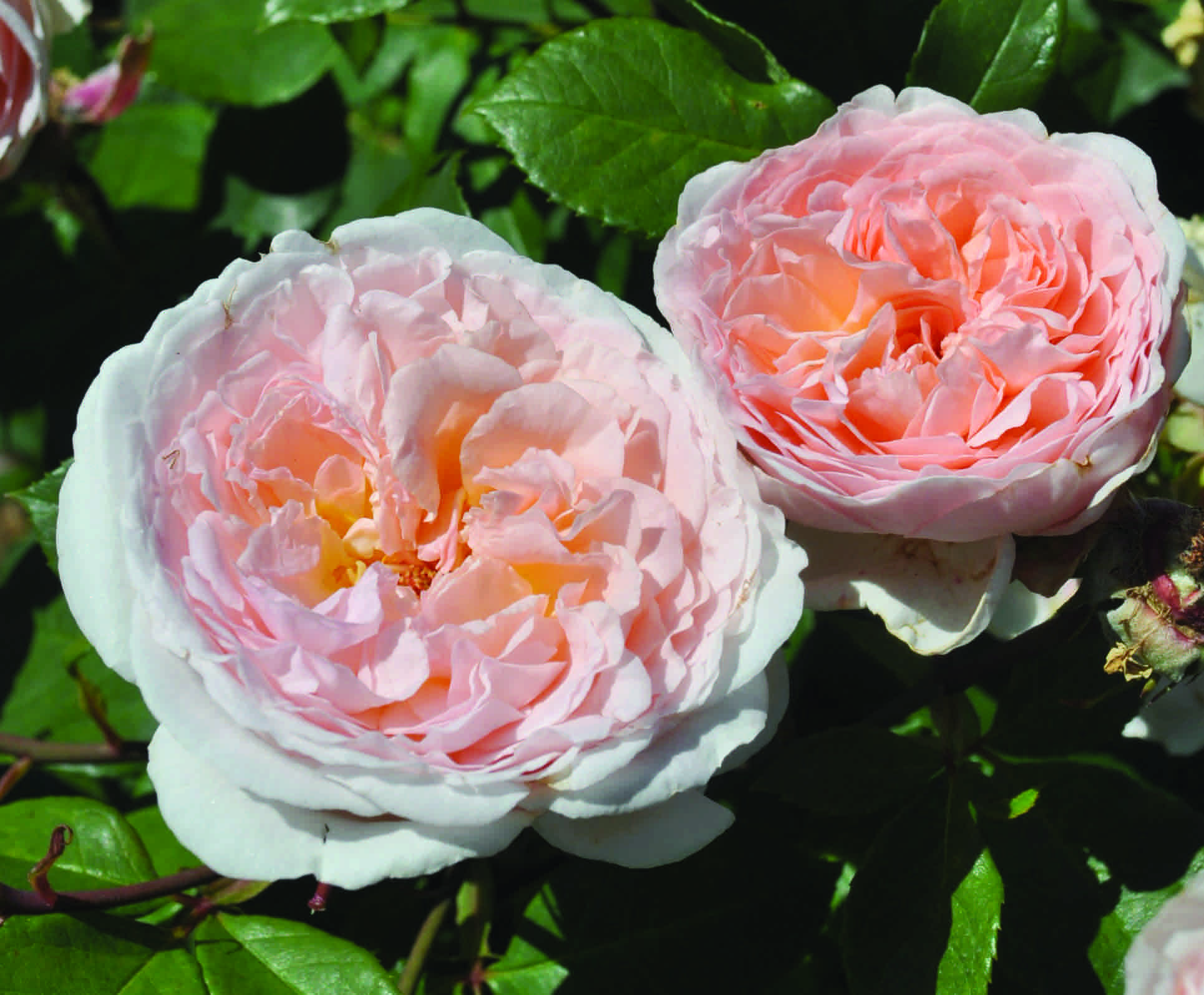 2019 Results | Paul Zimmerman Roses Consulting & Design