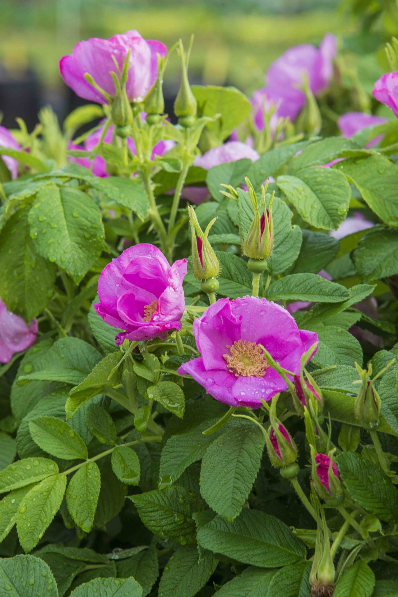 2019 Results | Paul Zimmerman Roses Consulting & Design